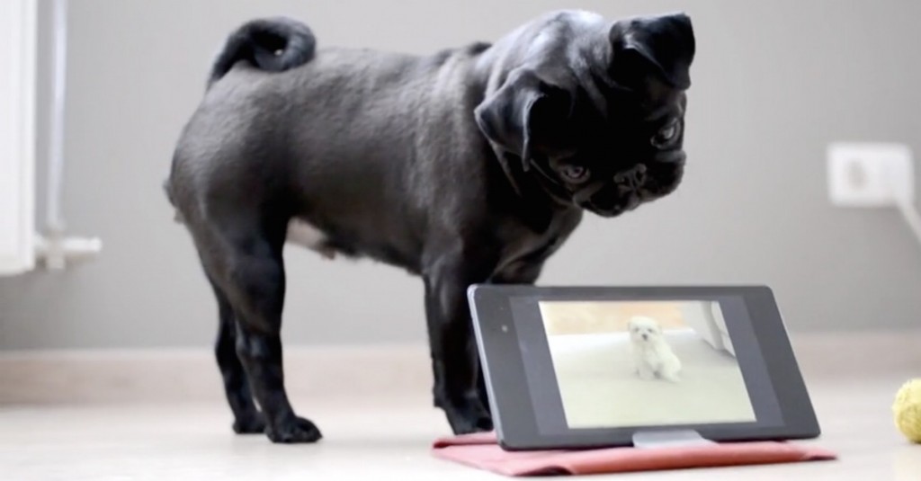 The Dog In This Ipad Is Driving The Little Pug Insane – Funny Dogs Gallery