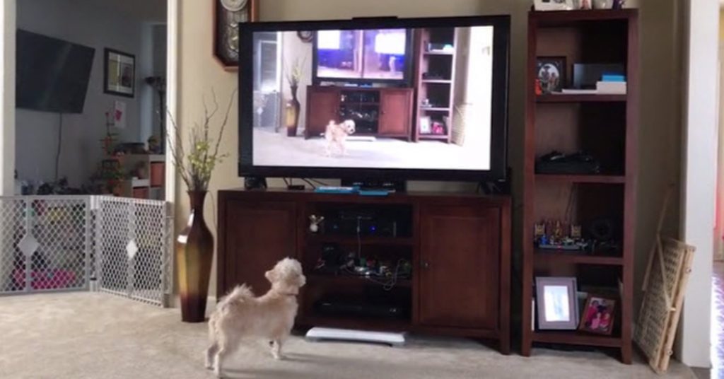 Adorable Dog Says ‘Hello’ – Funny Dogs Gallery